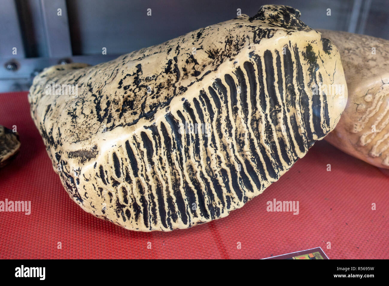 Mammoth molar, San Diego Zoo, Balboa Park, California, United States ...