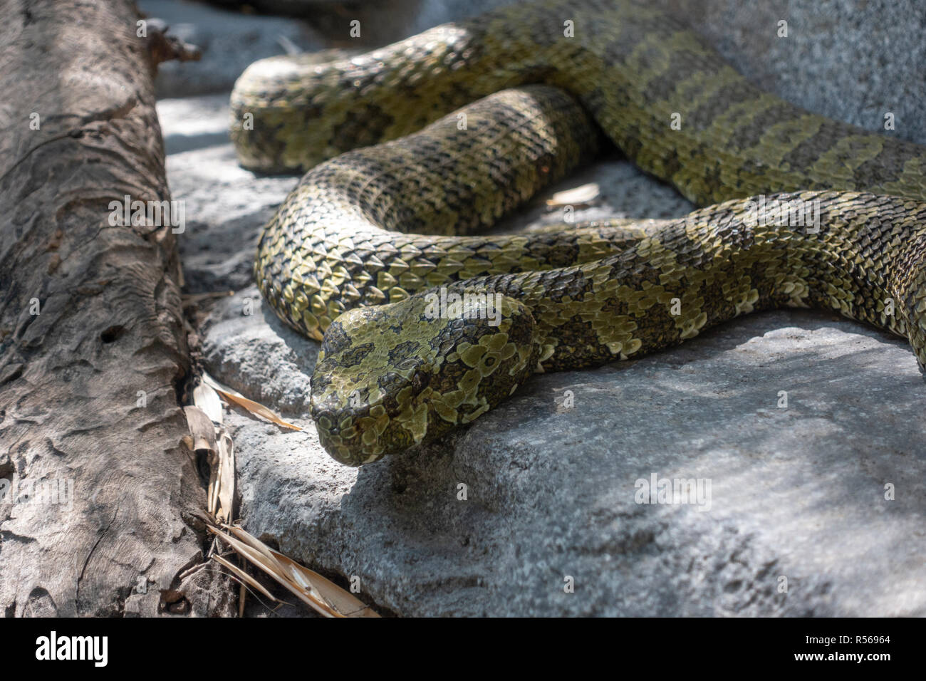 Mang mountain viper hi-res stock photography and images - Alamy