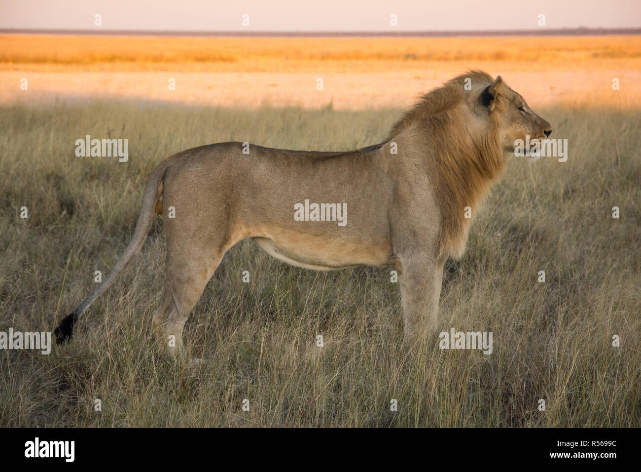 African lion hunting hi-res stock photography and images - Alamy
