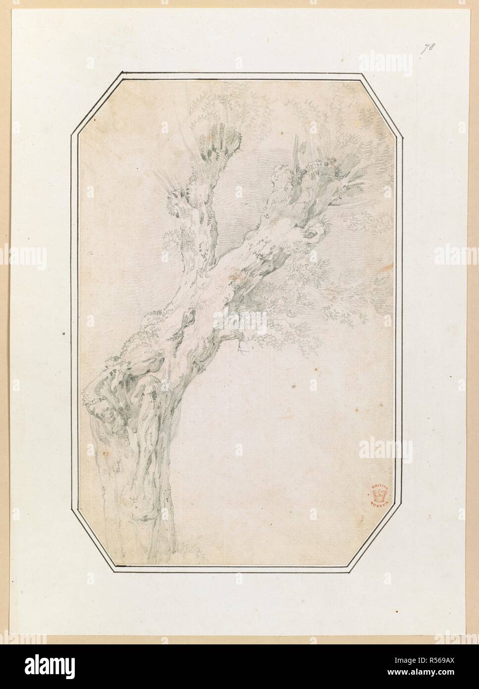 A branch of a tree. Sketches and coloured drawings made by J. Webber ...