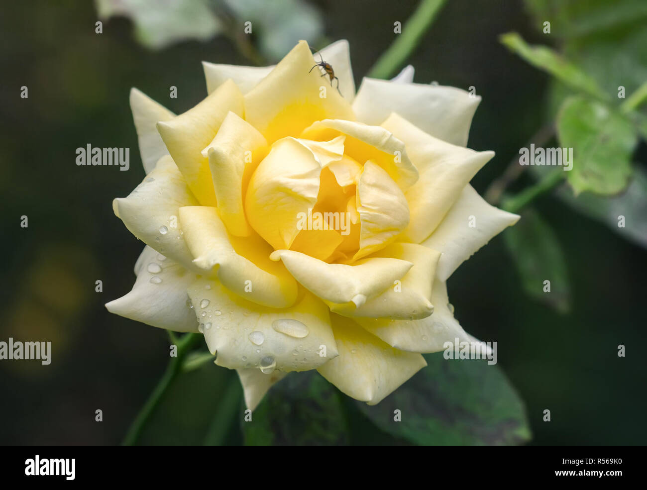 Outdoor garden plant hi-res stock photography and images - Alamy