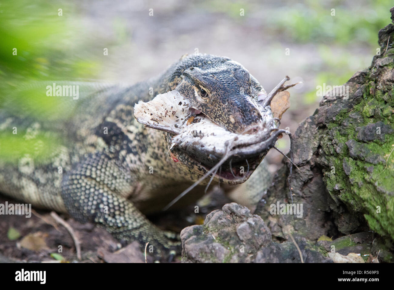 Monitor lizard eating hi-res stock photography and images - Alamy
