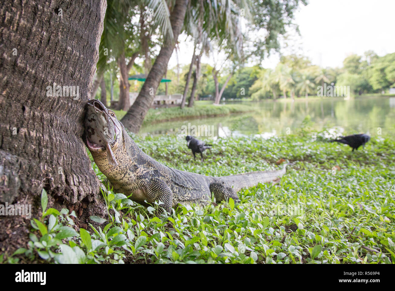 Fish eating lizard hi-res stock photography and images - Alamy