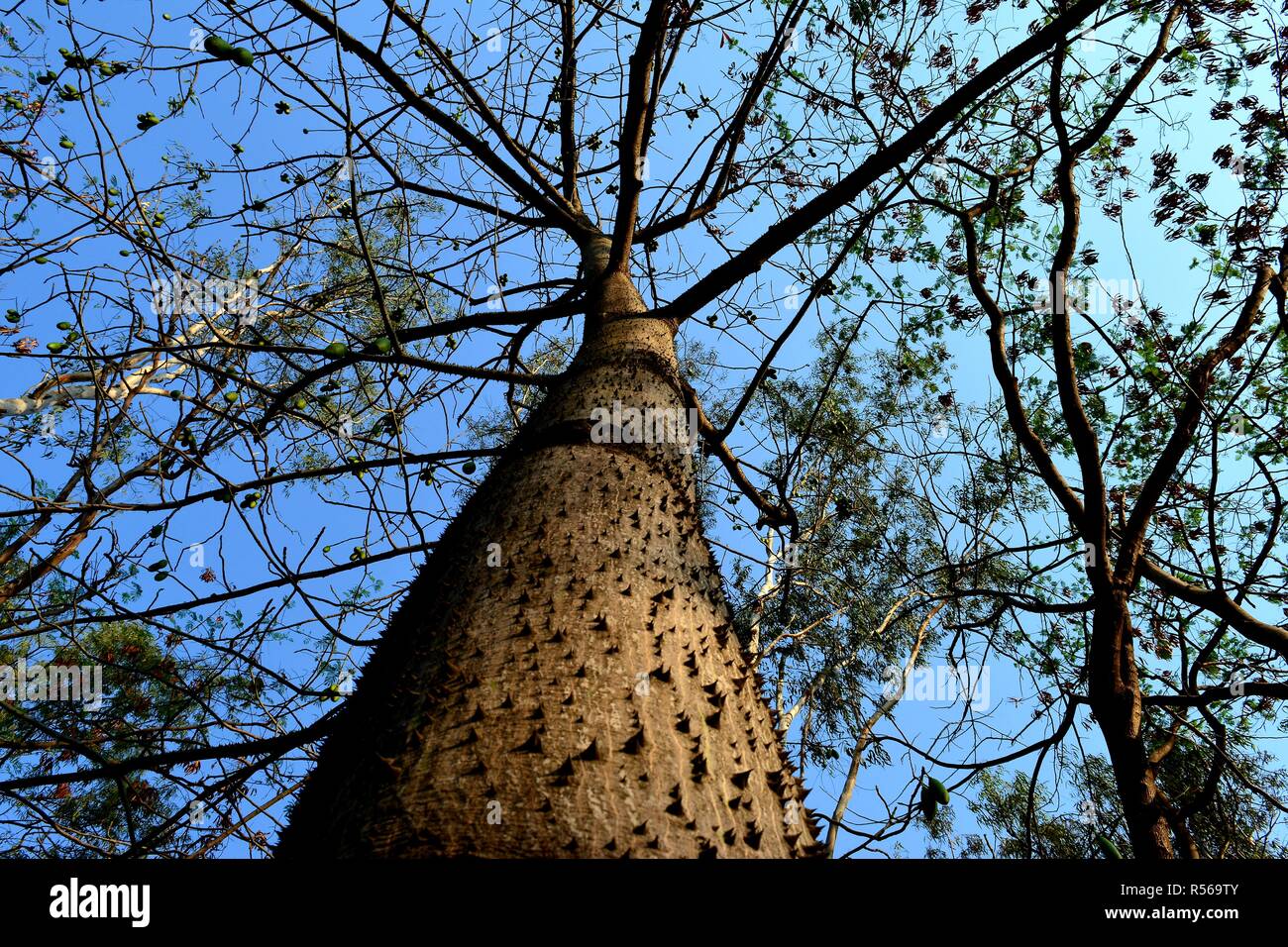 A beautiful tall tree Stock Photo - Alamy