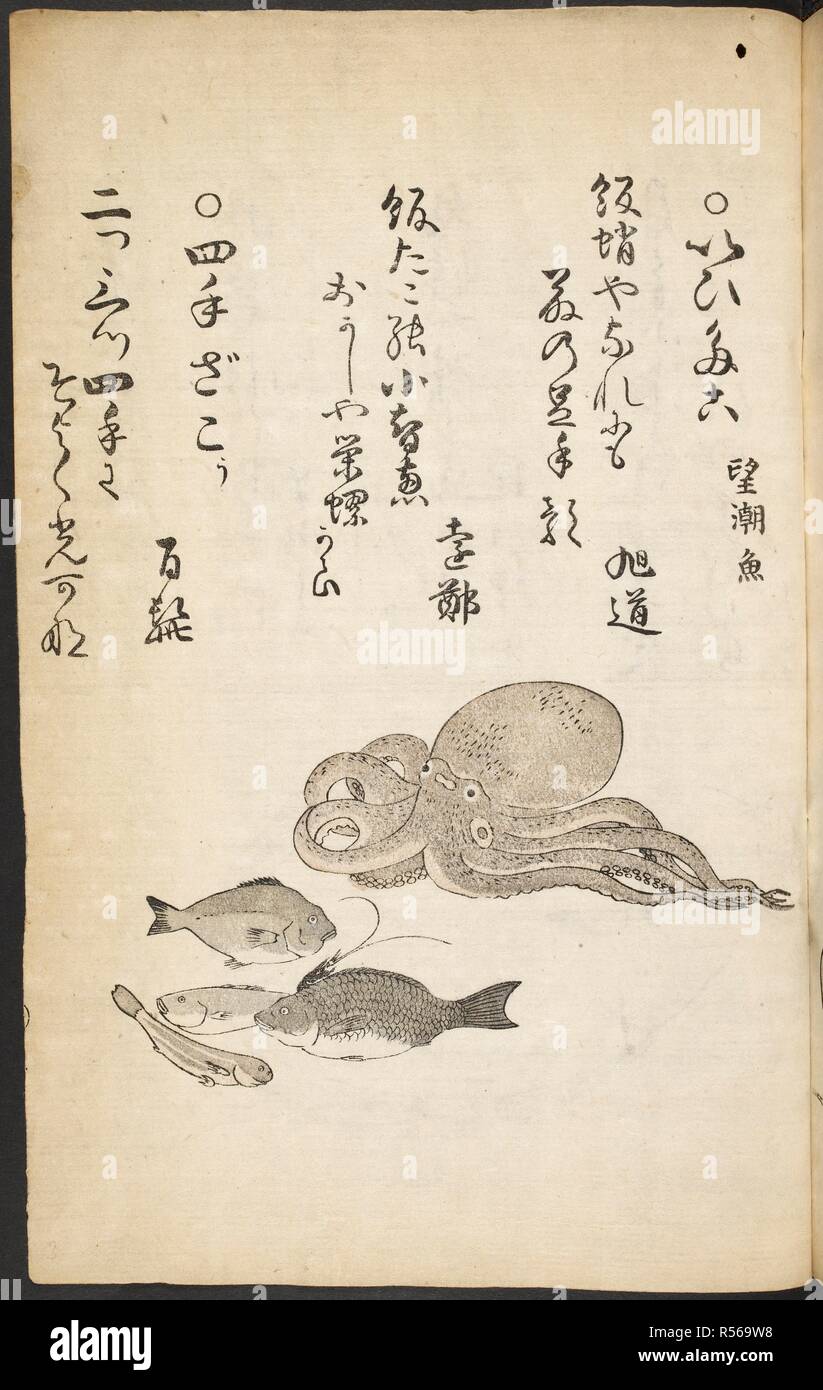 Octopus and fish. Umi no sachi [The Bounty of the Sea]. Edo [Tokyo ...