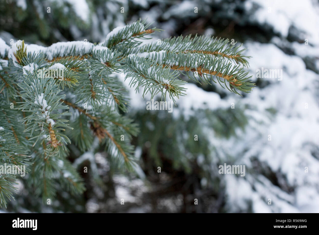 Fir tree branch Stock Photo - Alamy