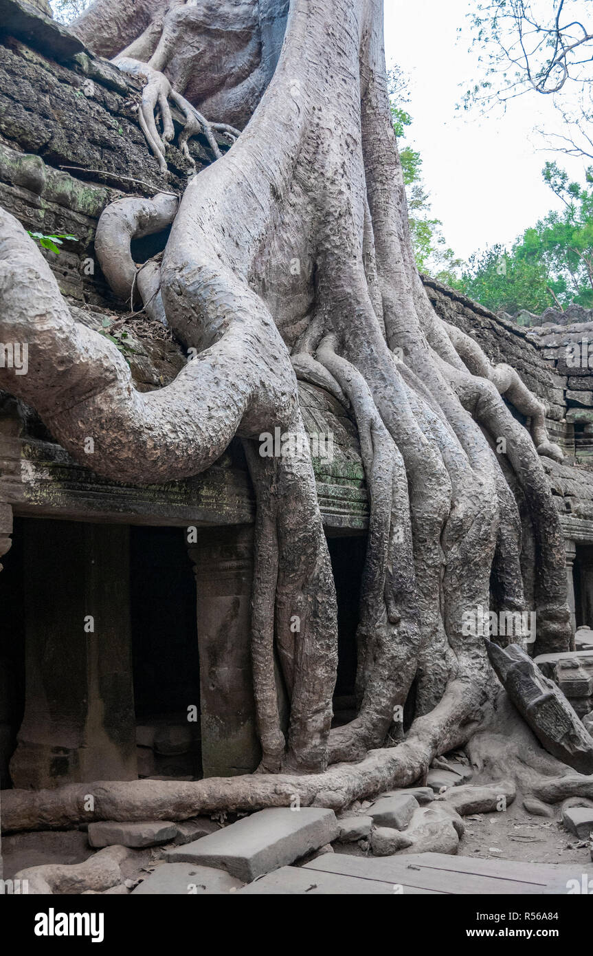 Cambodia jungle tree roots temple hi-res stock photography and images ...