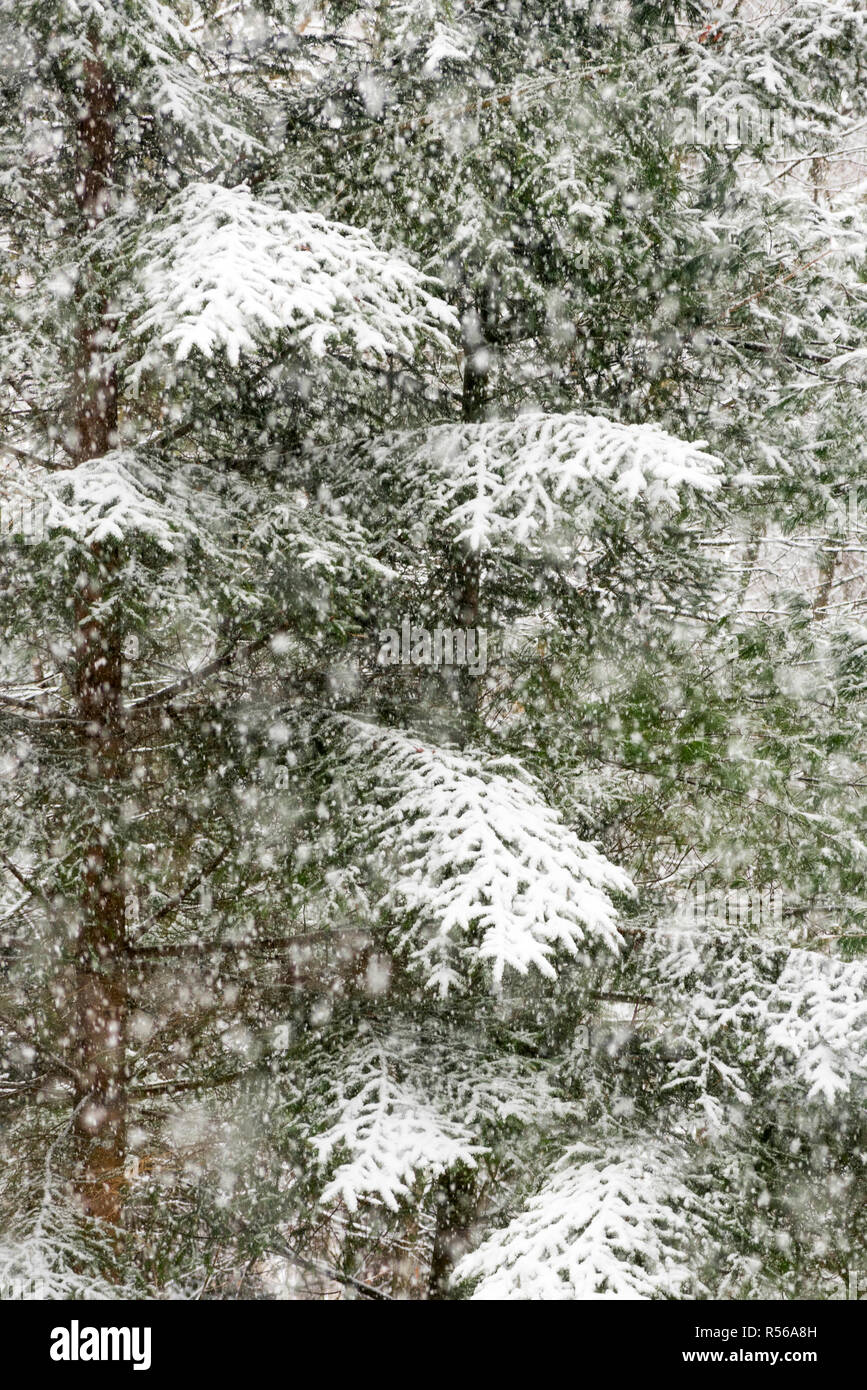 Snow Covered Spruce Trees Stock Photos & Snow Covered Spruce Trees ...