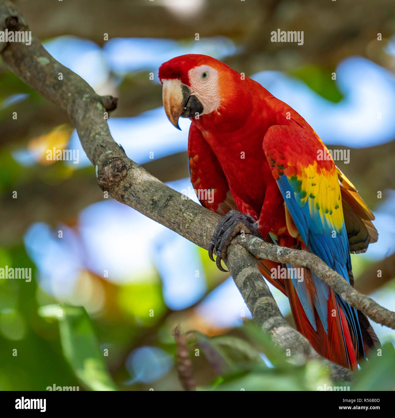 Scarlet Macaw in Costa Rica Stock Photo - Alamy
