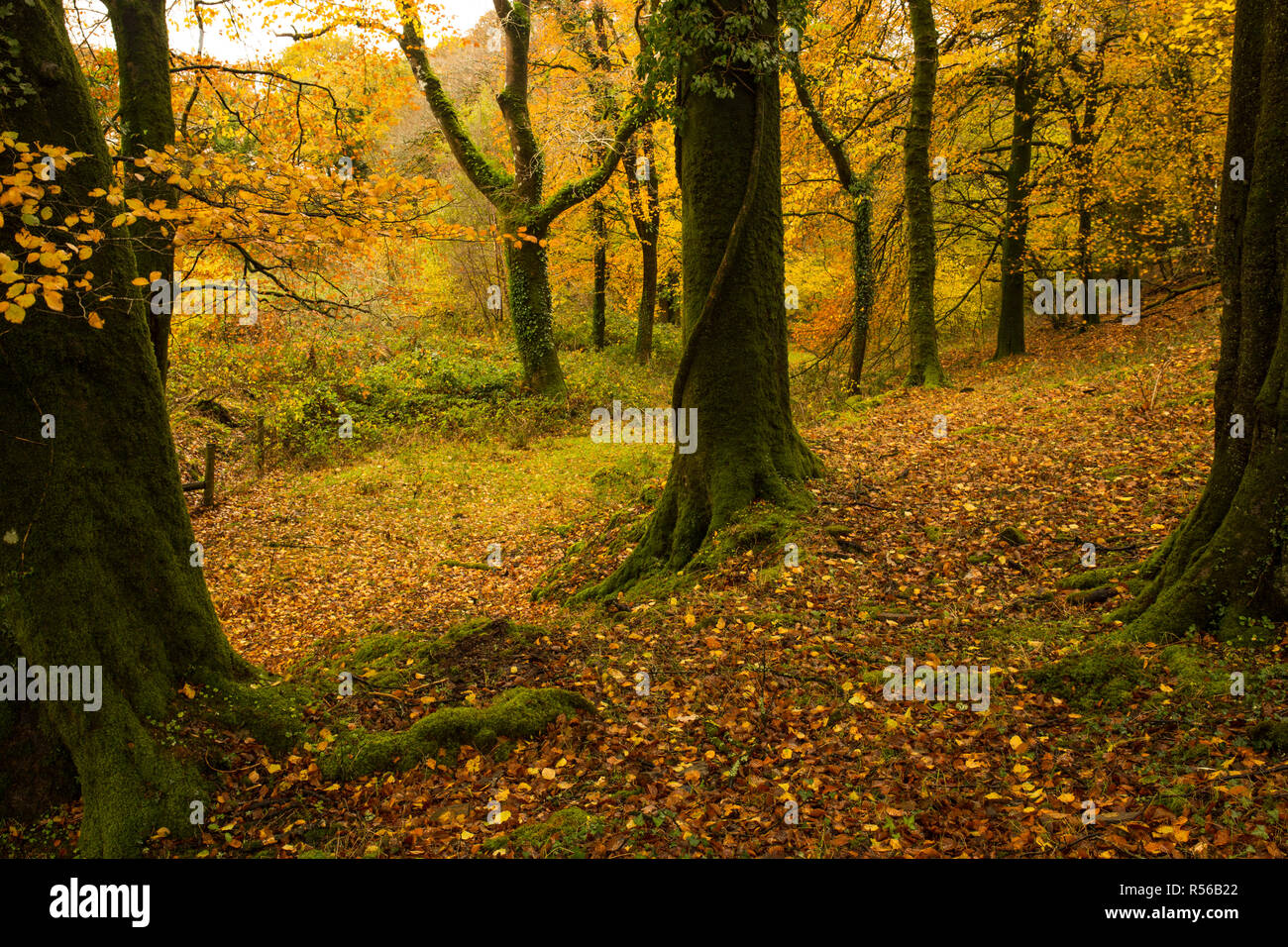Devon national park hi-res stock photography and images - Alamy