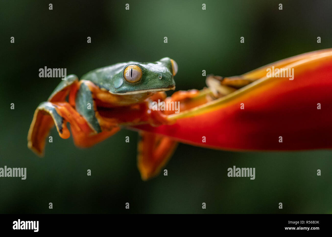 Splendid Leaf Frog in Costa Rica Stock Photo - Alamy