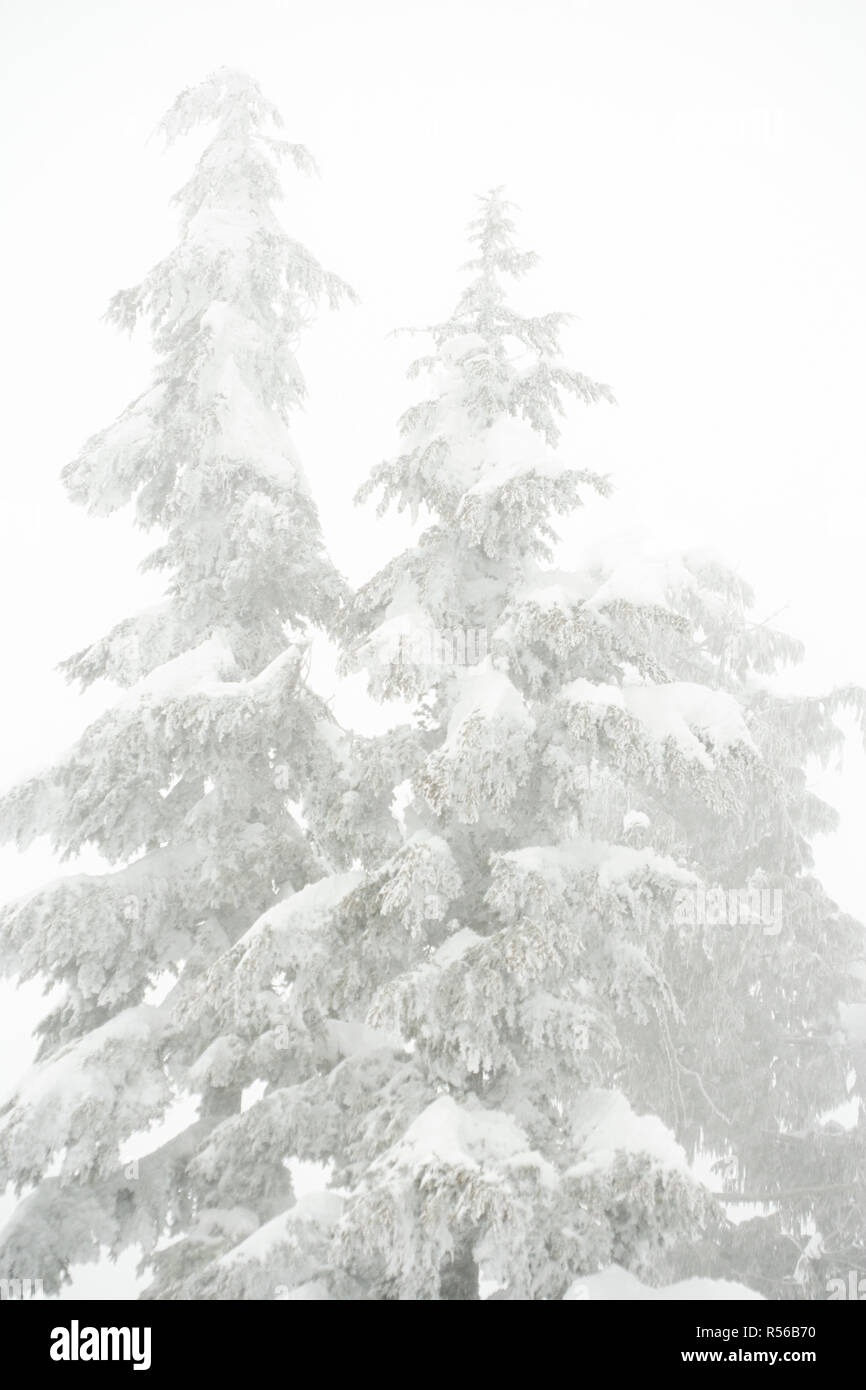 Snow covered trees Stock Photo - Alamy
