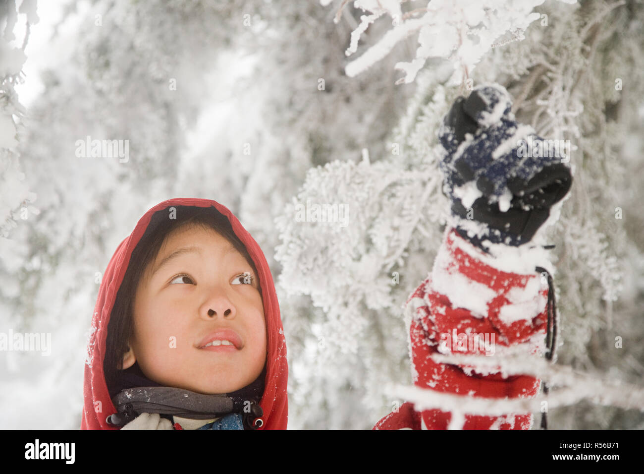 Boy touching snow covered branch Stock Photo - Alamy