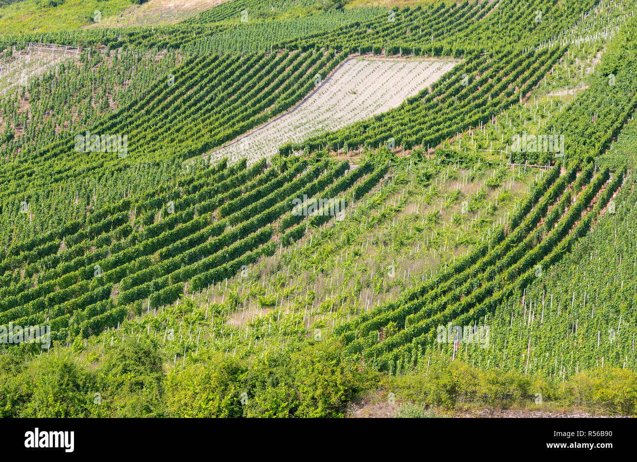 Germany. Vineyards on Steep Hillsides along the Moselle River near ...