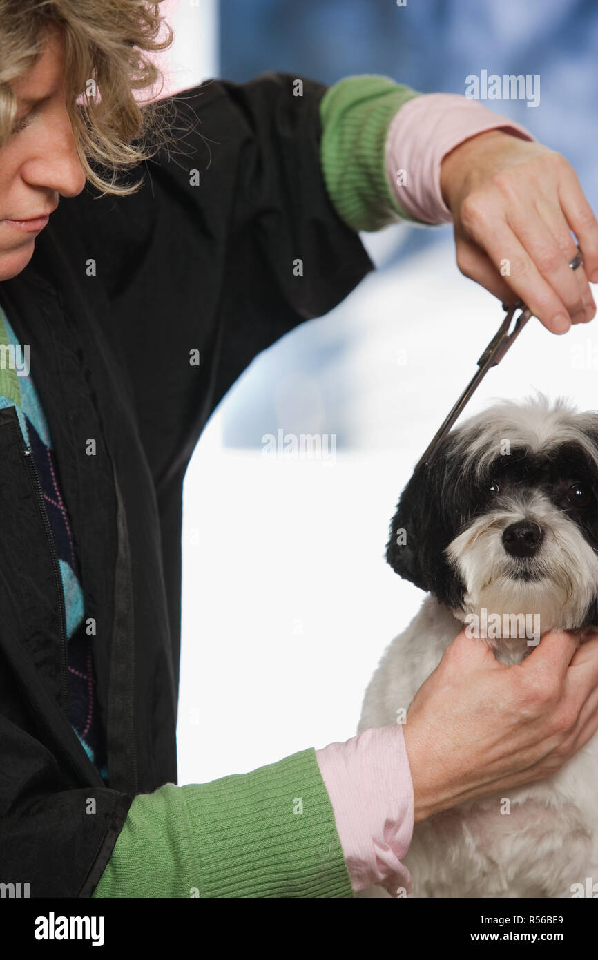 Dog having hair cut Stock Photo - Alamy