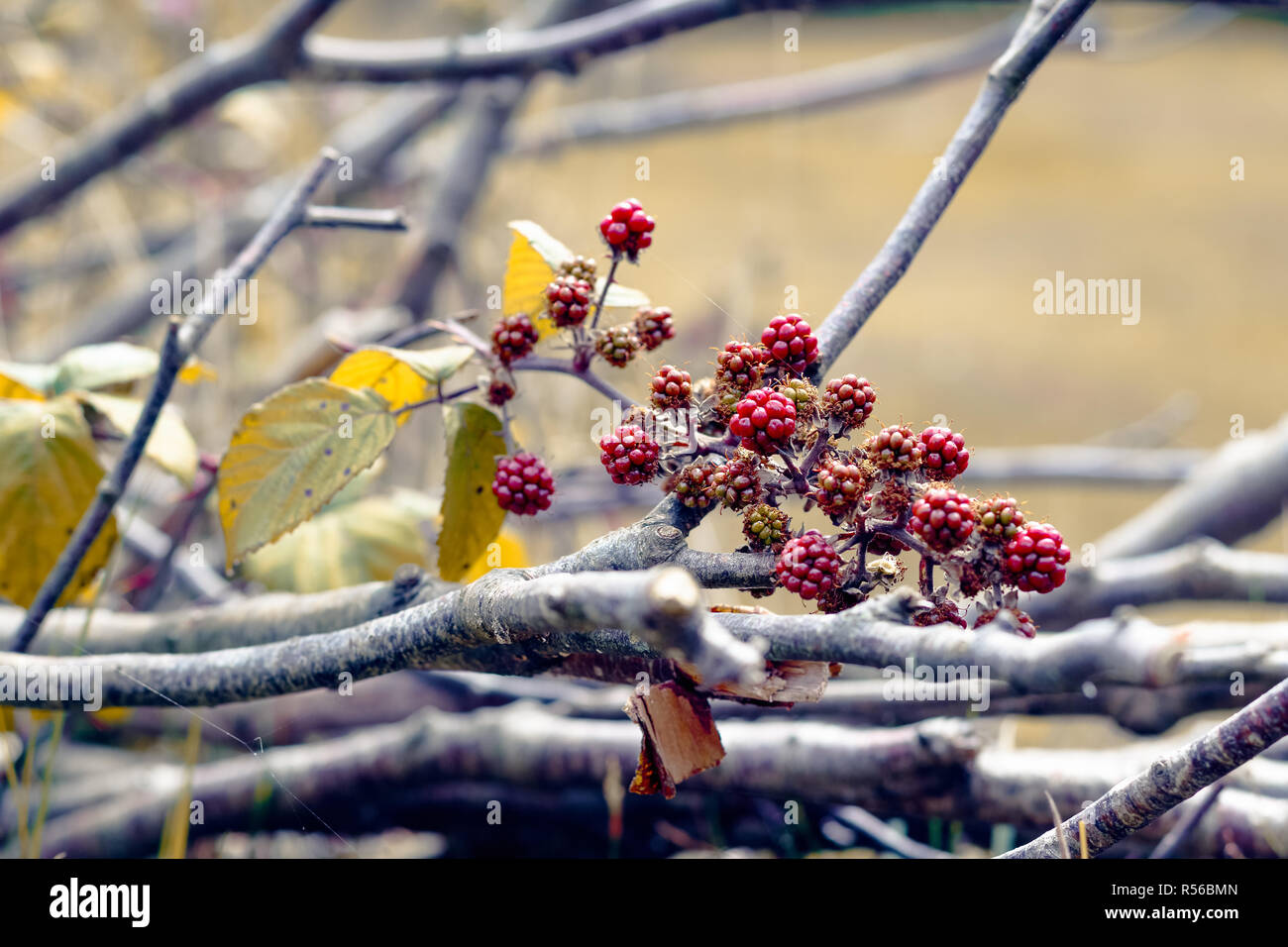 Autumn scene, wild blackberries and leafless branches in the UK Stock ...