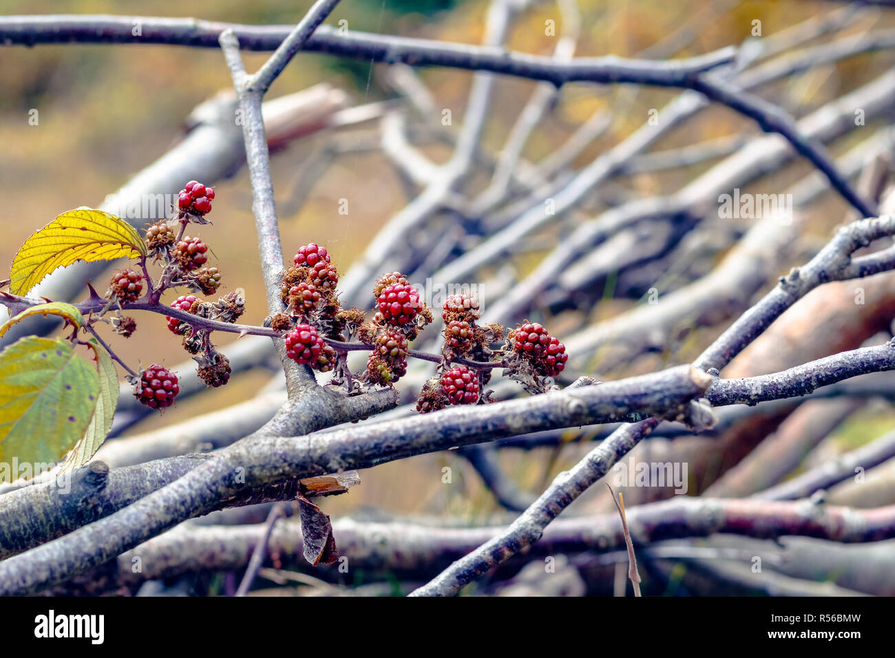 Autumn scene, wild blackberries and leafless branches in the UK Stock ...