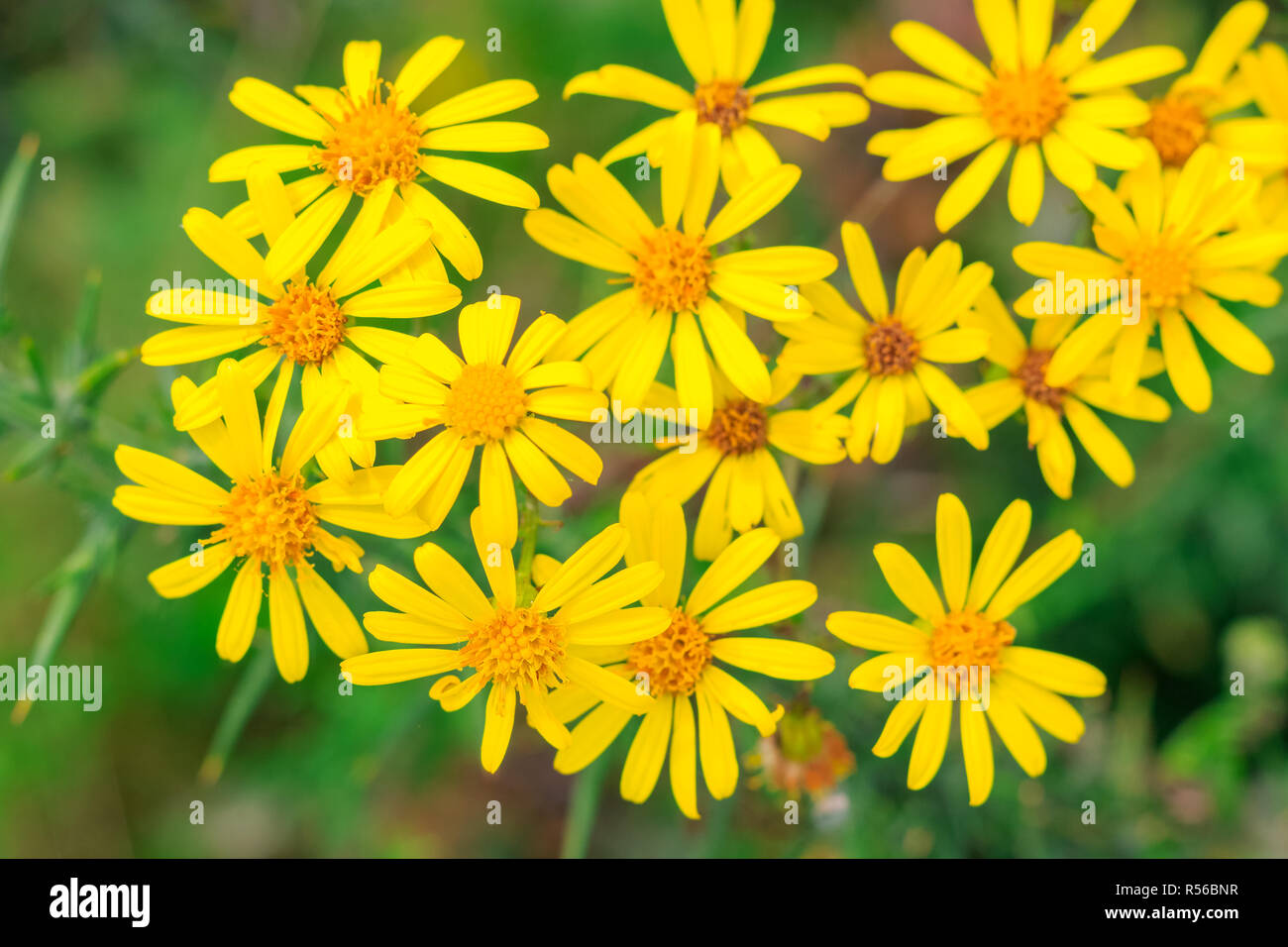 Wild yellow daisies hi-res stock photography and images - Alamy