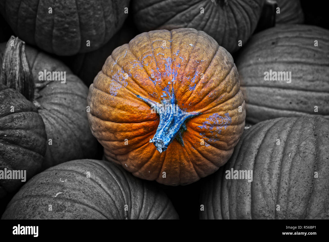 This One Unique Orange Pumpkin Stock Photo - Alamy