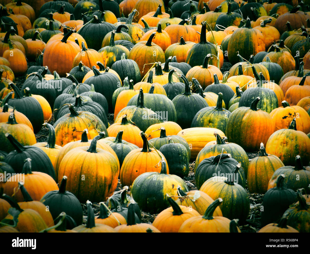 A Colorful Field of Pumpkins Stock Photo - Alamy