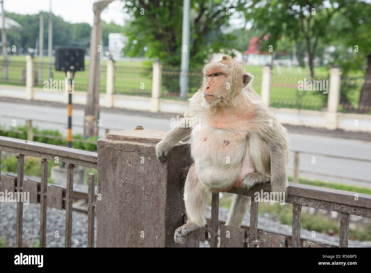 Fat Monkey Thailand High Resolution Stock Photography and Images - Alamy