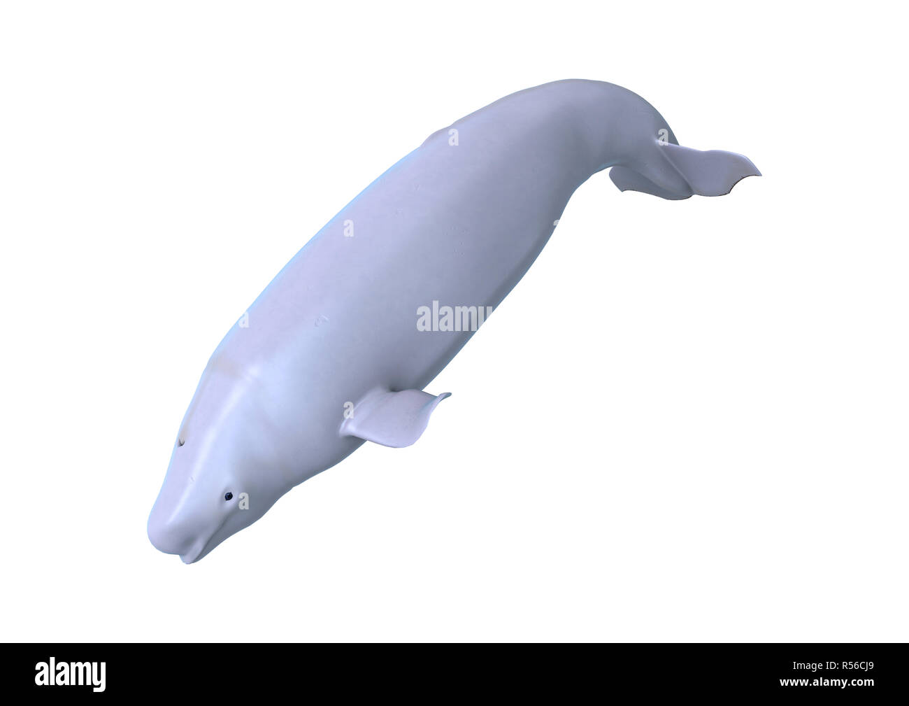 Tail whale tail Cut Out Stock Images & Pictures - Alamy