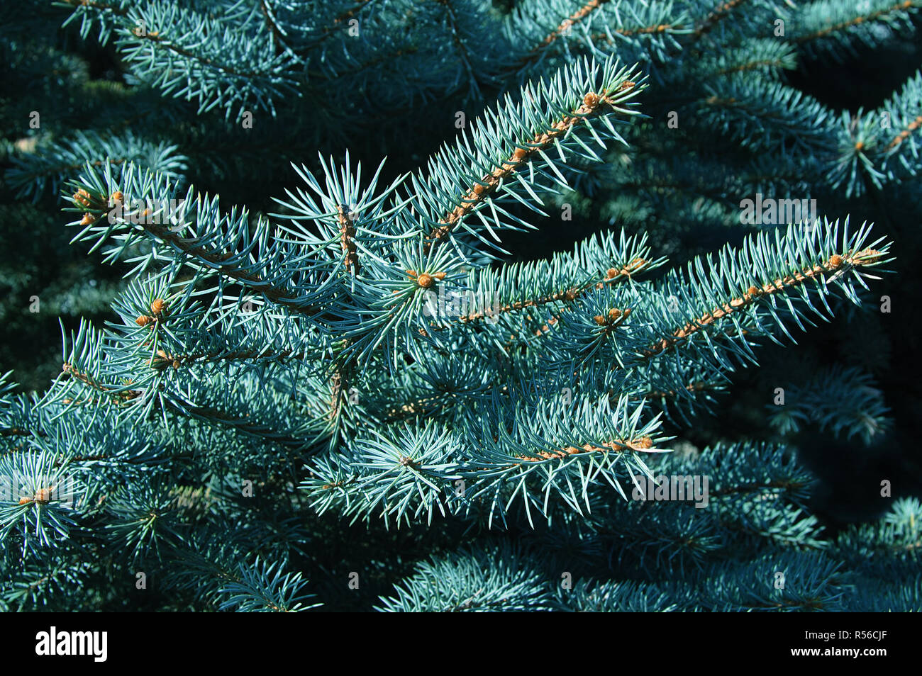 The branches of blue spruce. Close-up Stock Photo - Alamy