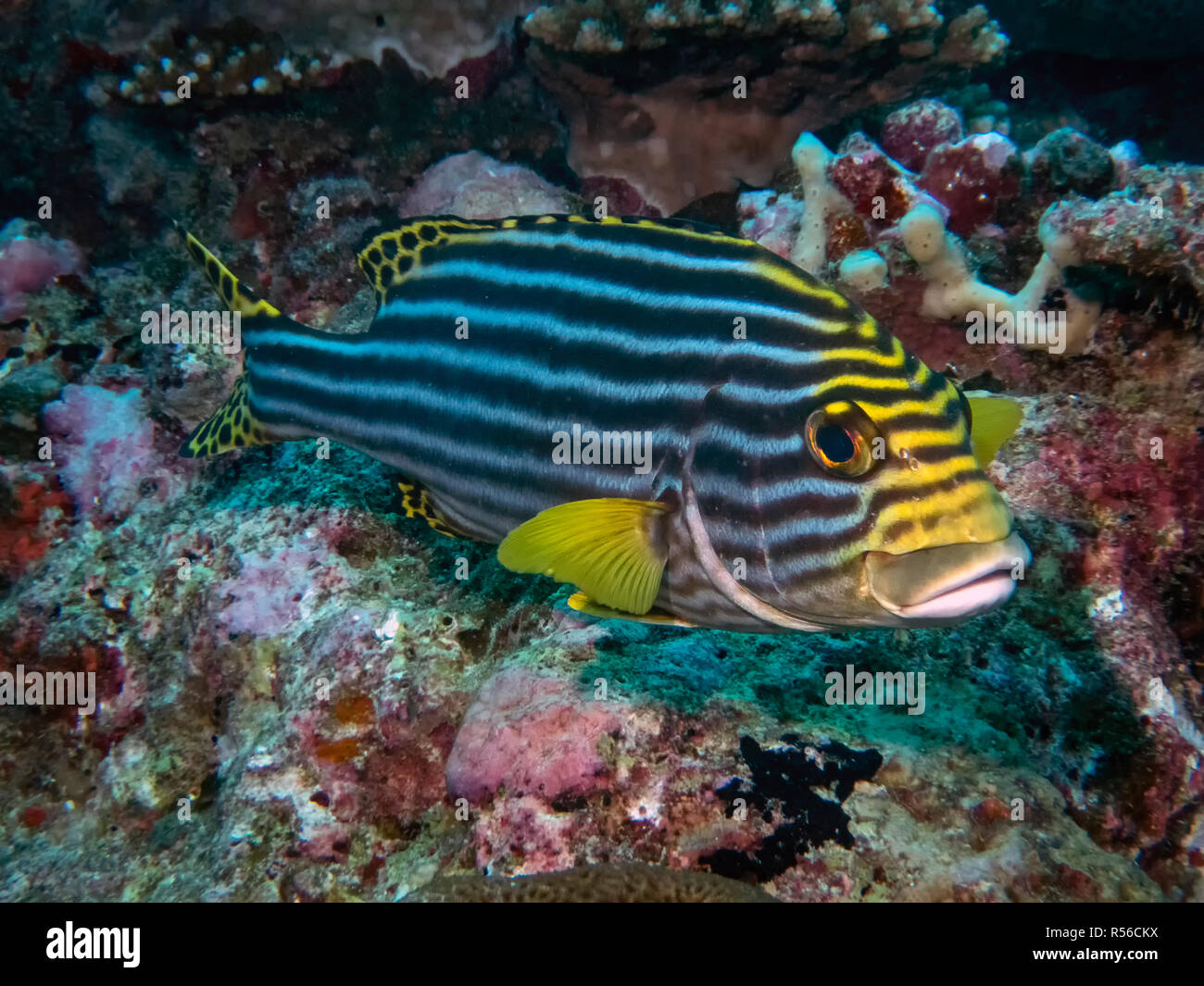 Oriental Sweetlips (Plectorhinchus vittatus) in the Indian Ocean Stock ...