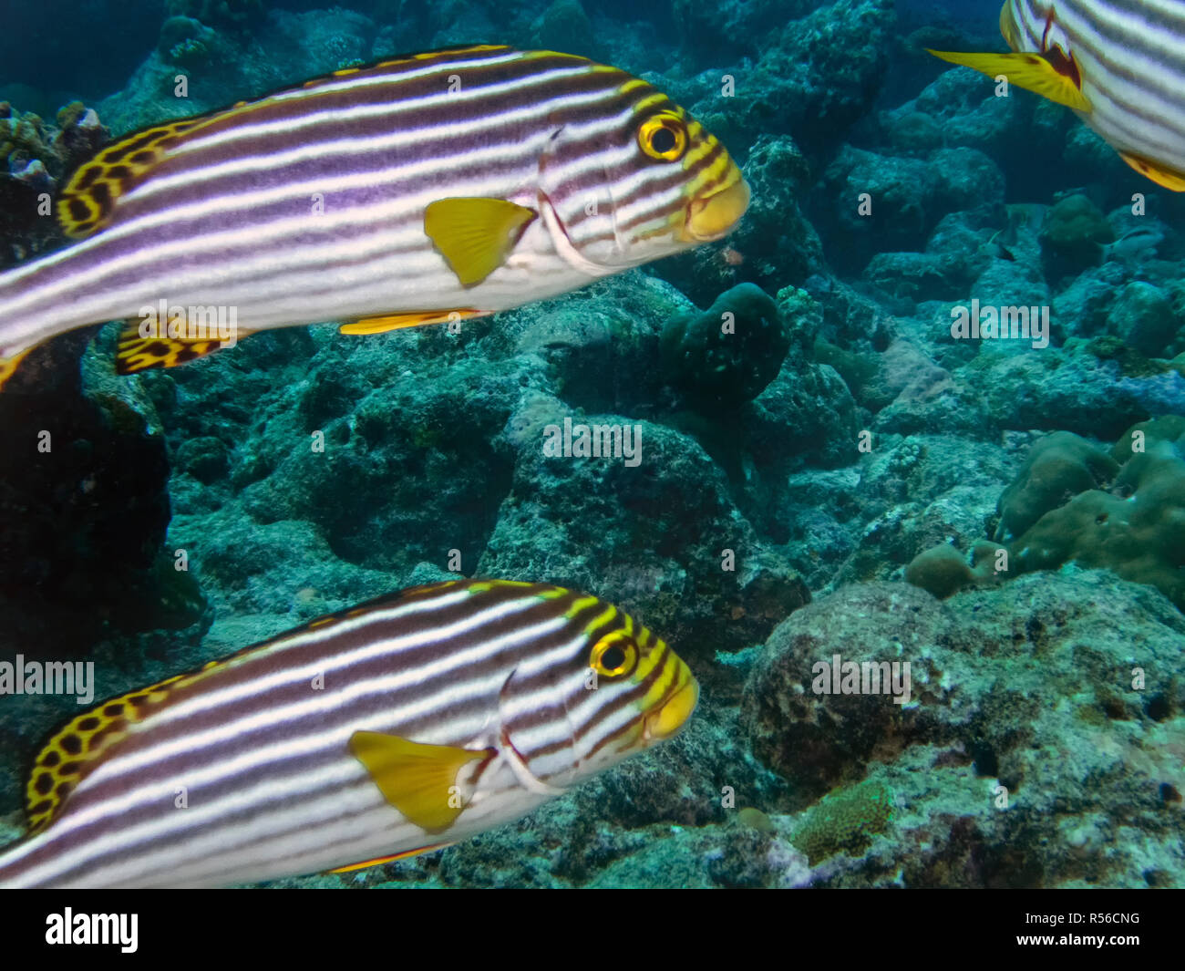 Oriental Sweetlips (Plectorhinchus vittatus) in the Indian Ocean Stock ...