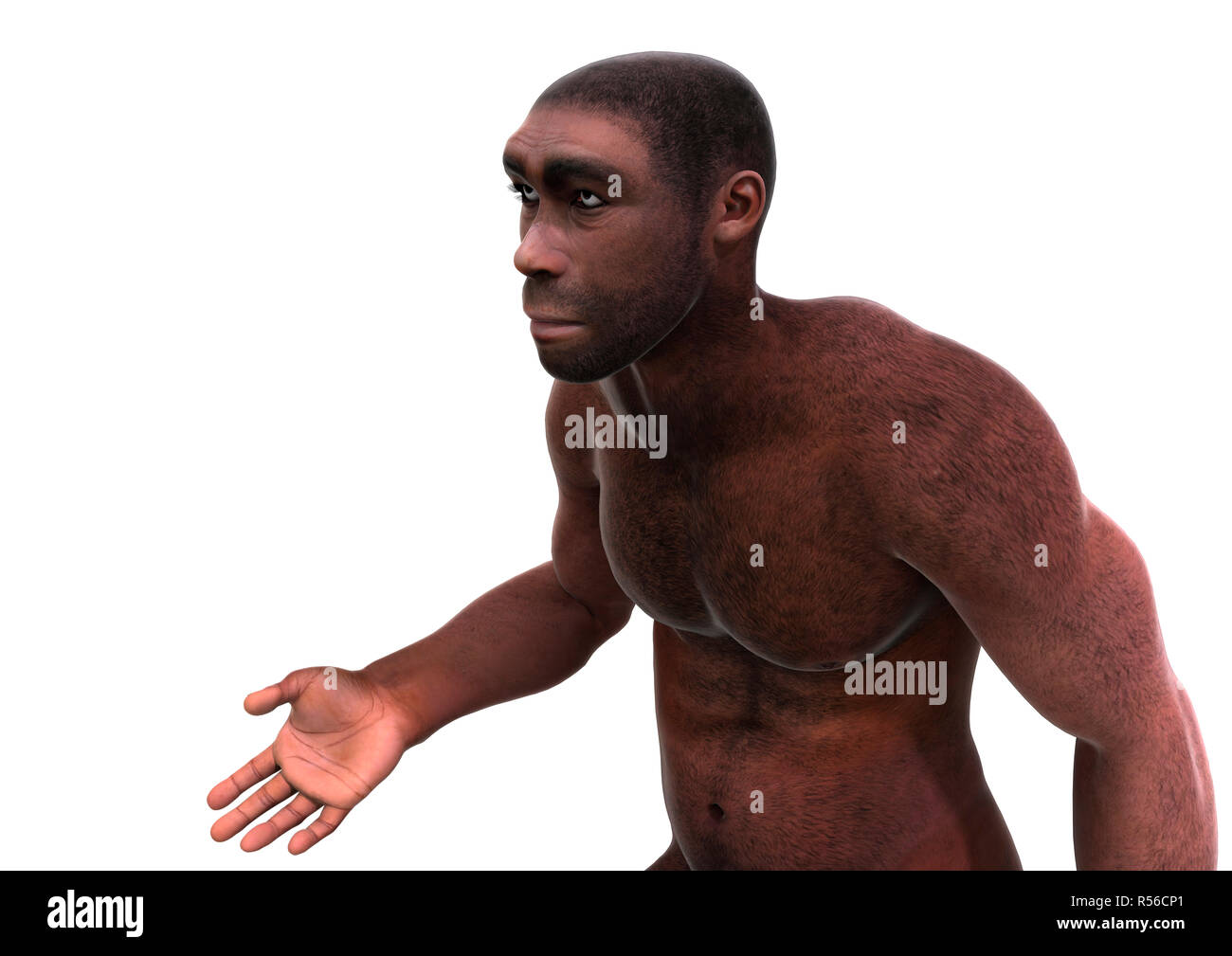 3D Rendering Homo Erectus on White Stock Photo - Alamy