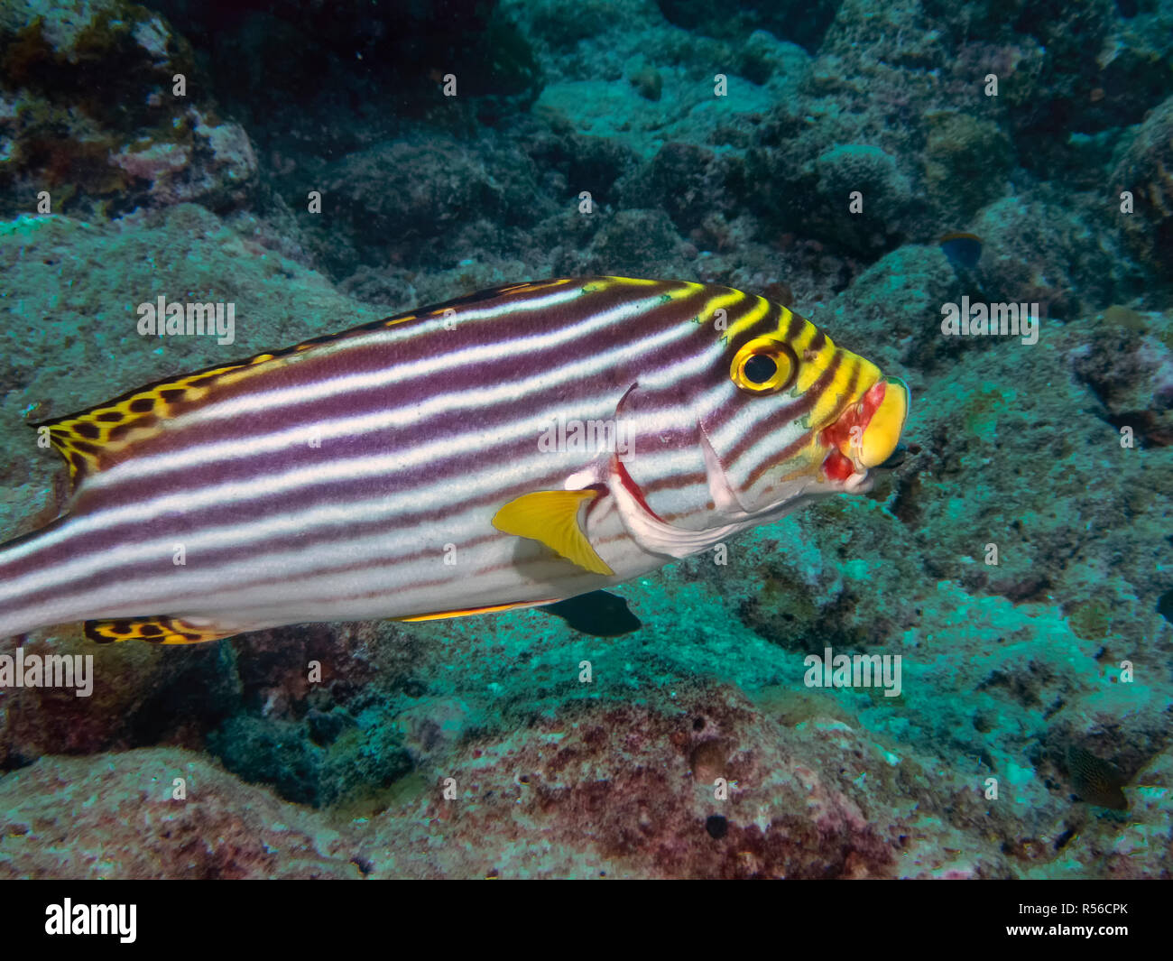 Yellow And White Striped Fish Stock Photos & Yellow And White Striped ...