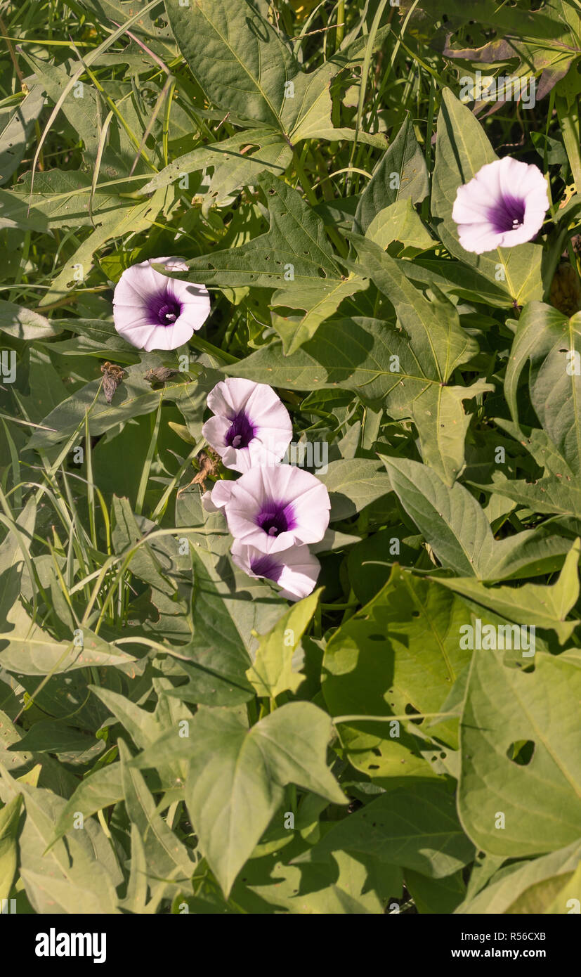Sweet potato foliage hi-res stock photography and images - Alamy