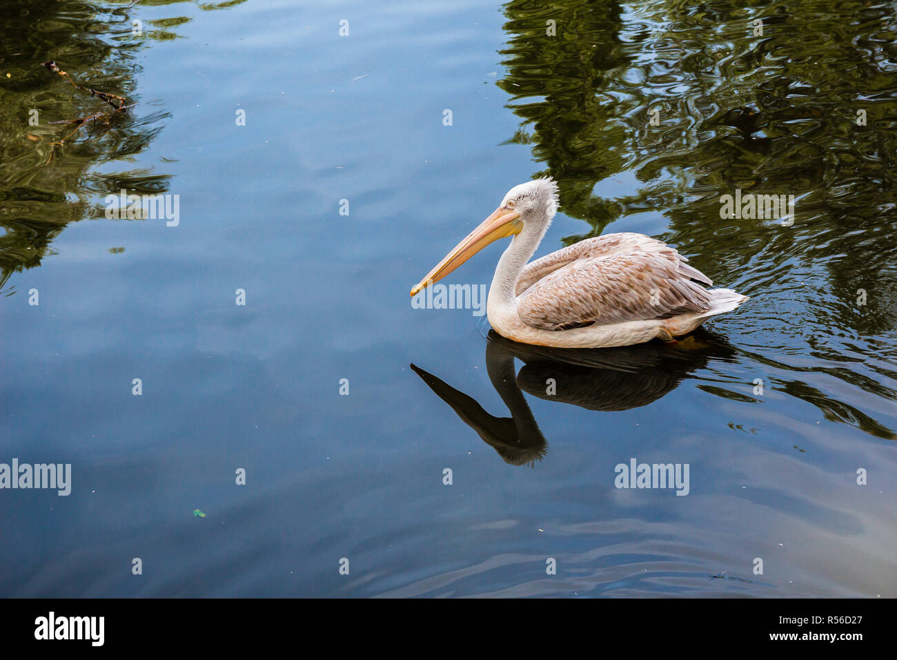 Pelican floating in the lake Stock Photo - Alamy
