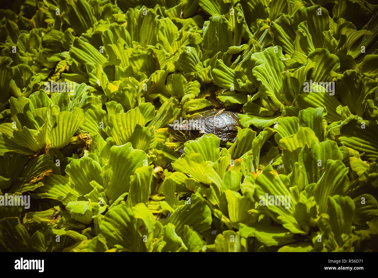 Japanese turtle hi-res stock photography and images - Alamy