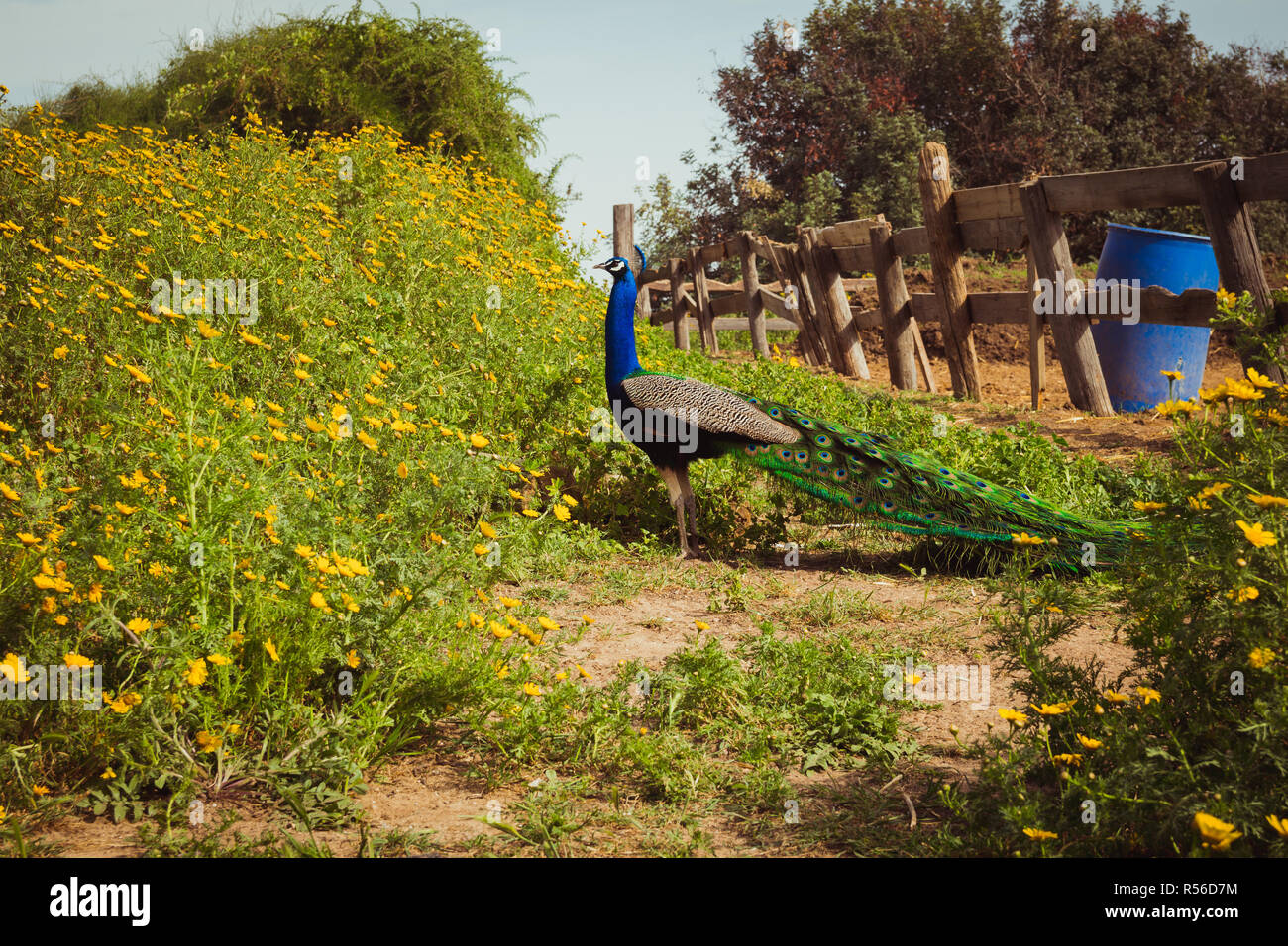 Peacock in the farm Stock Photo - Alamy