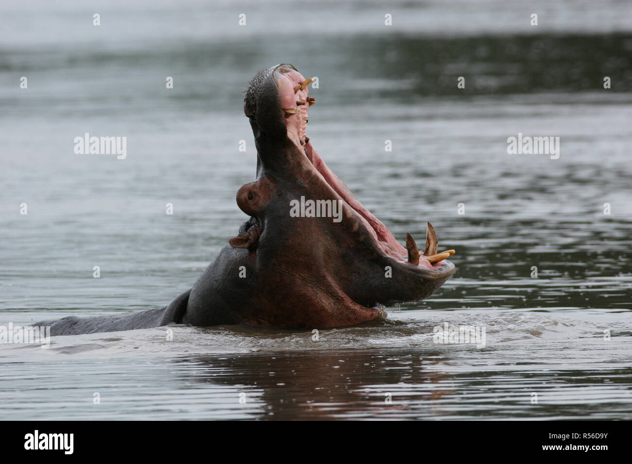 Wild Hippo in African river water hippopotamus (Hippopotamus amphibius ...