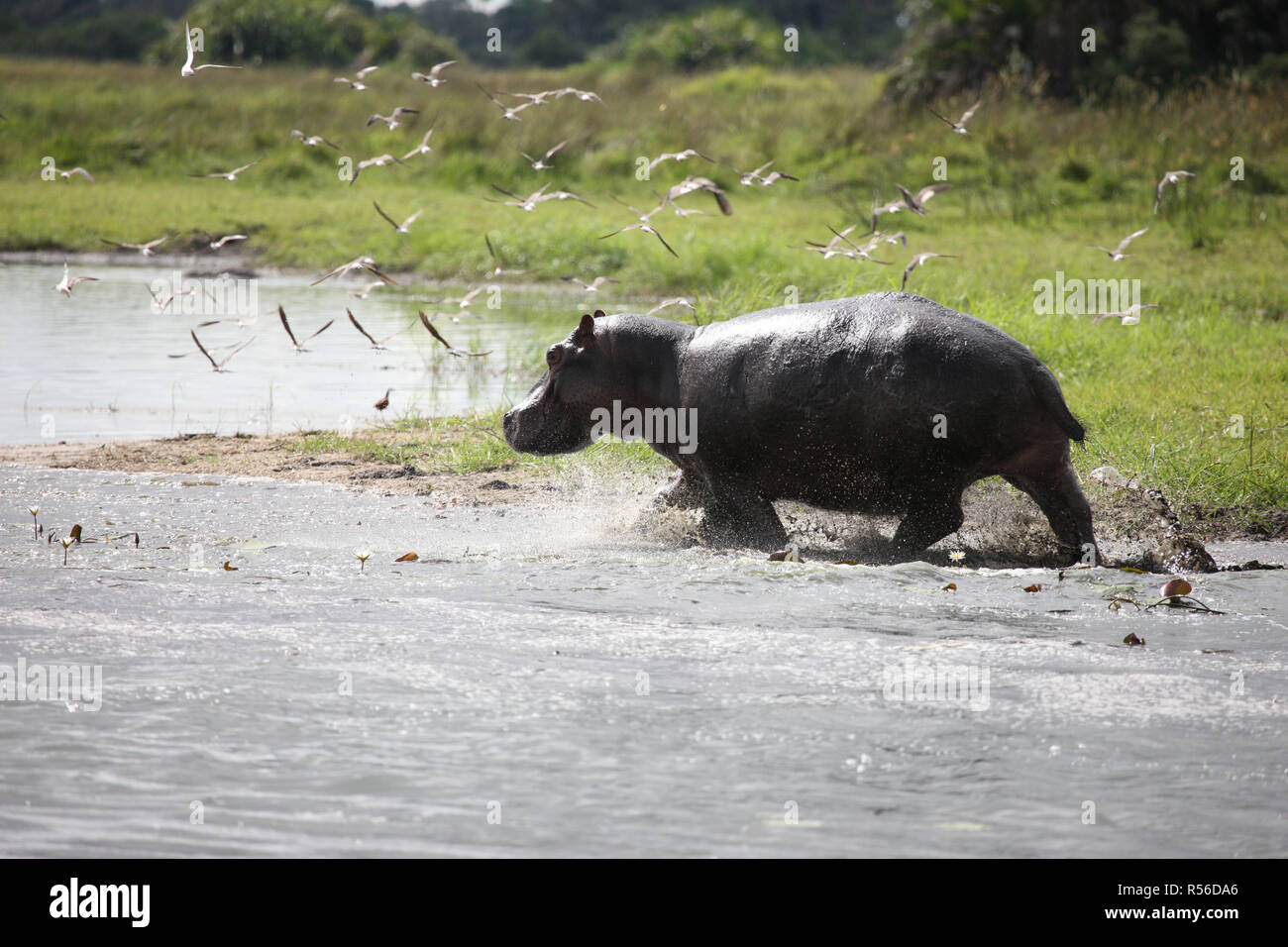 Wild Hippo in African river water hippopotamus (Hippopotamus amphibius ...
