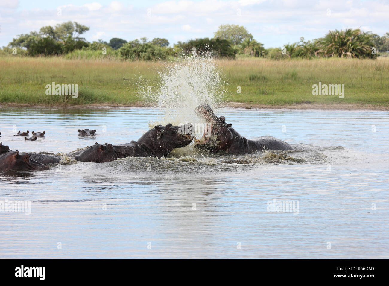 Wild Hippo in African river water hippopotamus (Hippopotamus amphibius ...