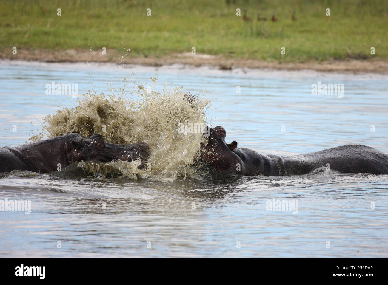 Wild Hippo in African river water hippopotamus (Hippopotamus amphibius ...