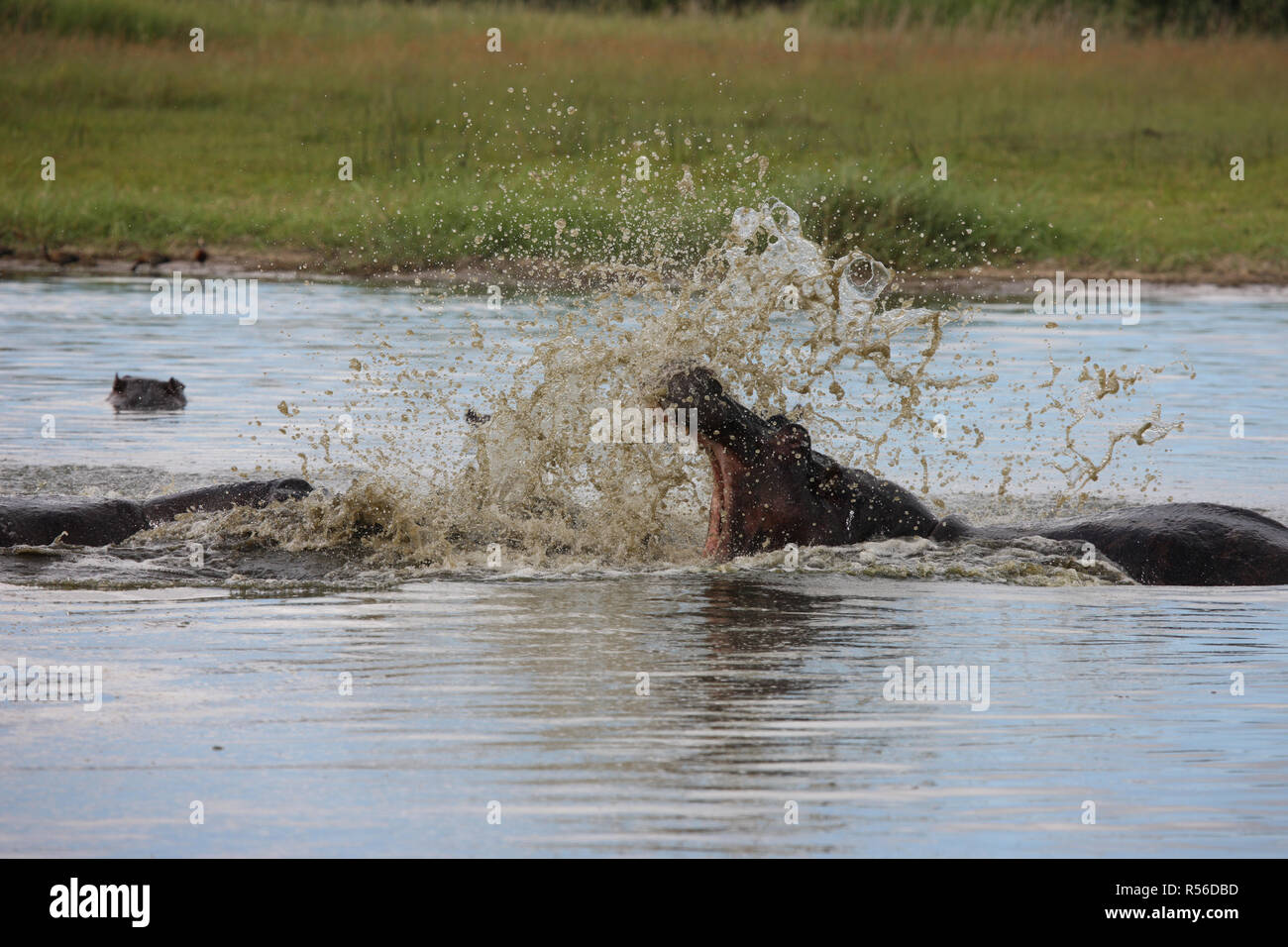 Wild Hippo in African river water hippopotamus (Hippopotamus amphibius ...
