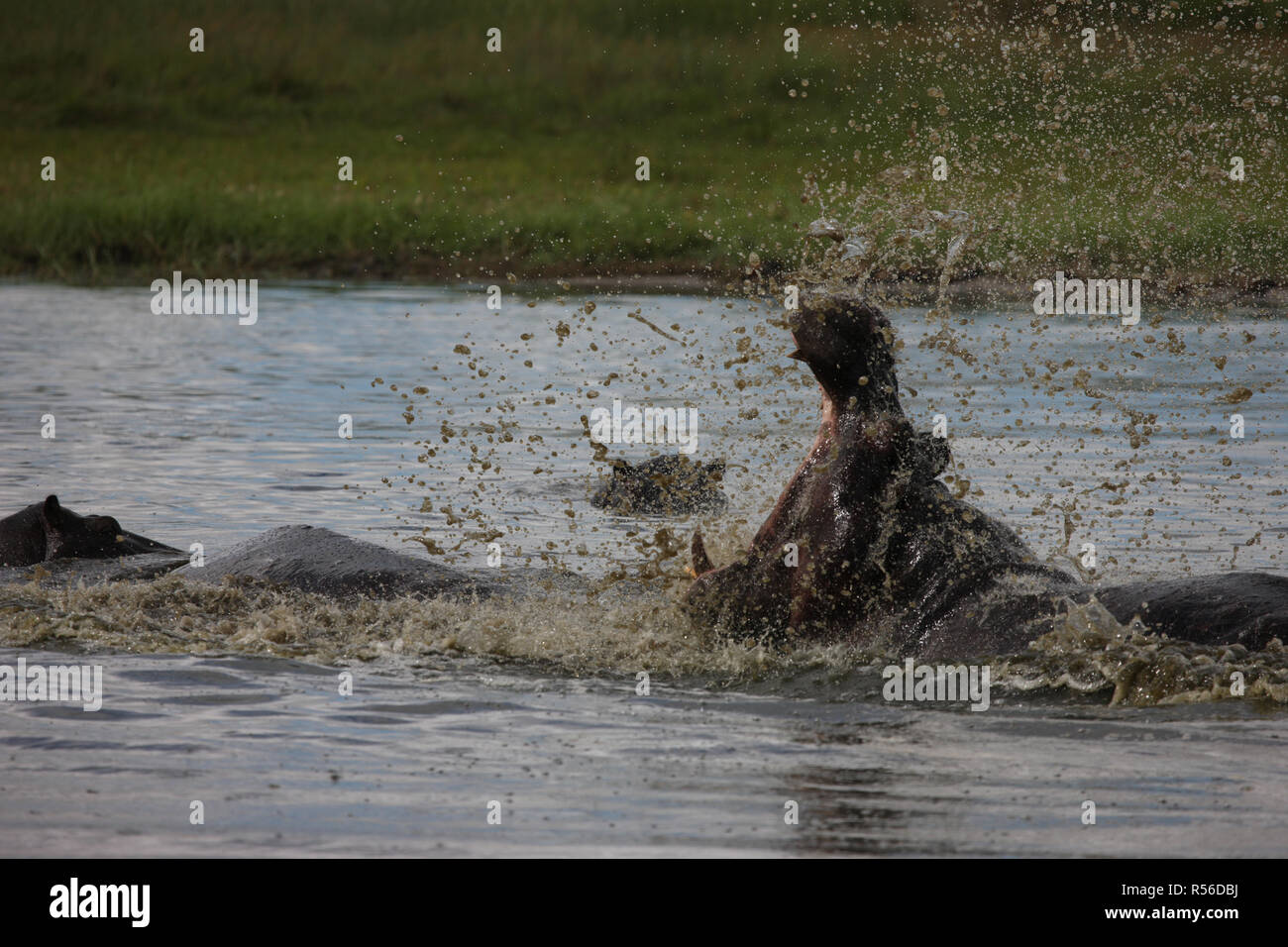 Wild Hippo in African river water hippopotamus (Hippopotamus amphibius ...