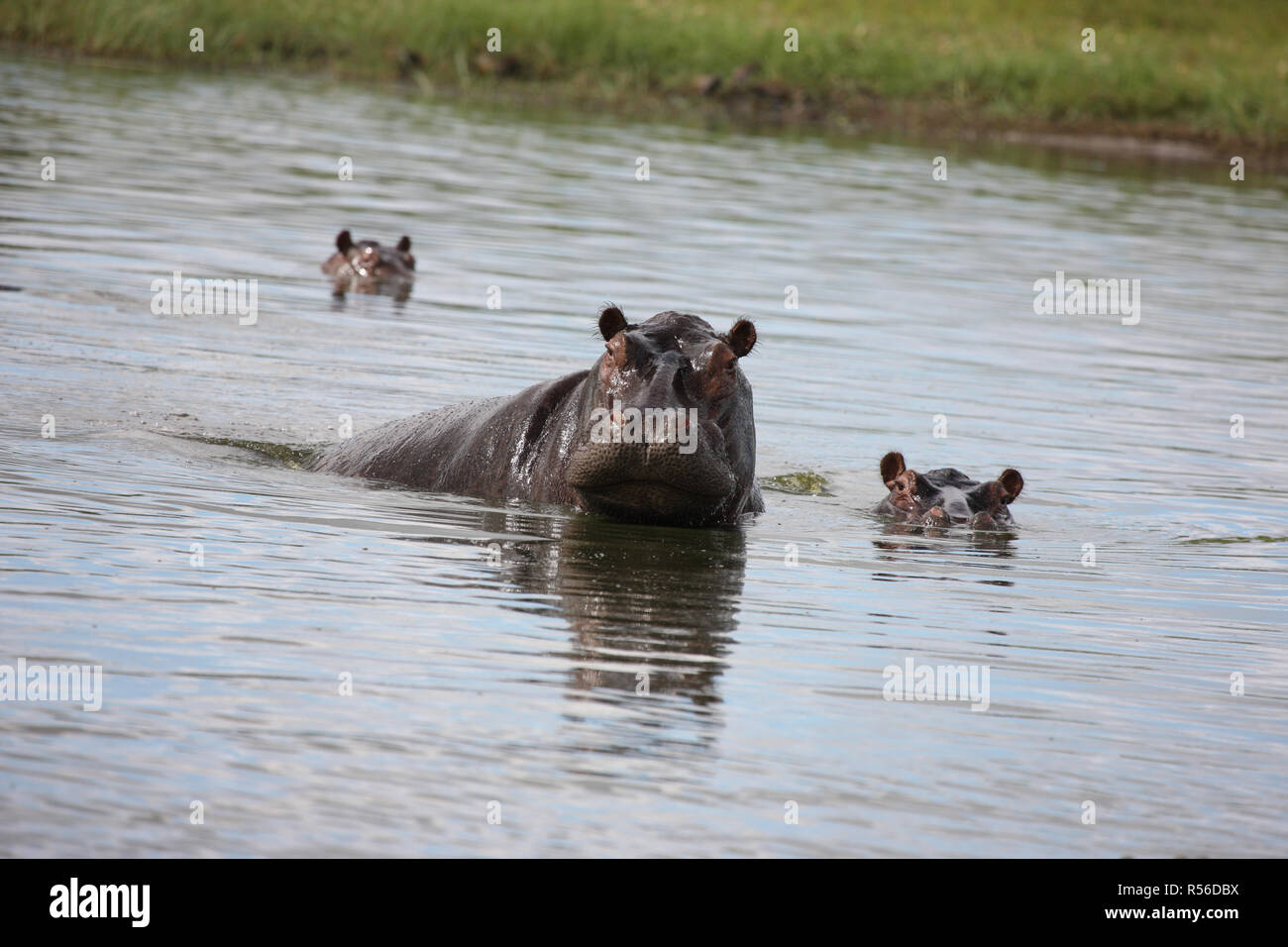 Wild Hippo in African river water hippopotamus (Hippopotamus amphibius ...