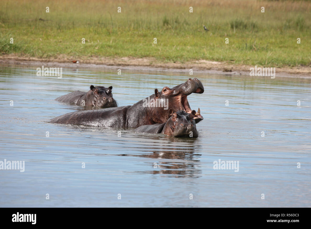Wild Hippo in African river water hippopotamus (Hippopotamus amphibius ...