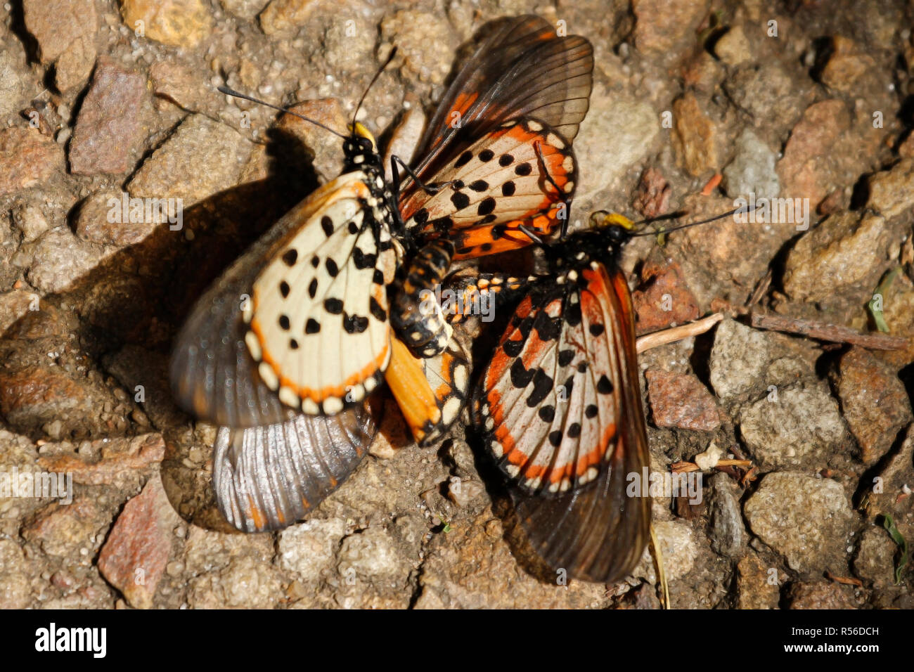 Several male acraea horta butterflies trying to mate with a female ...
