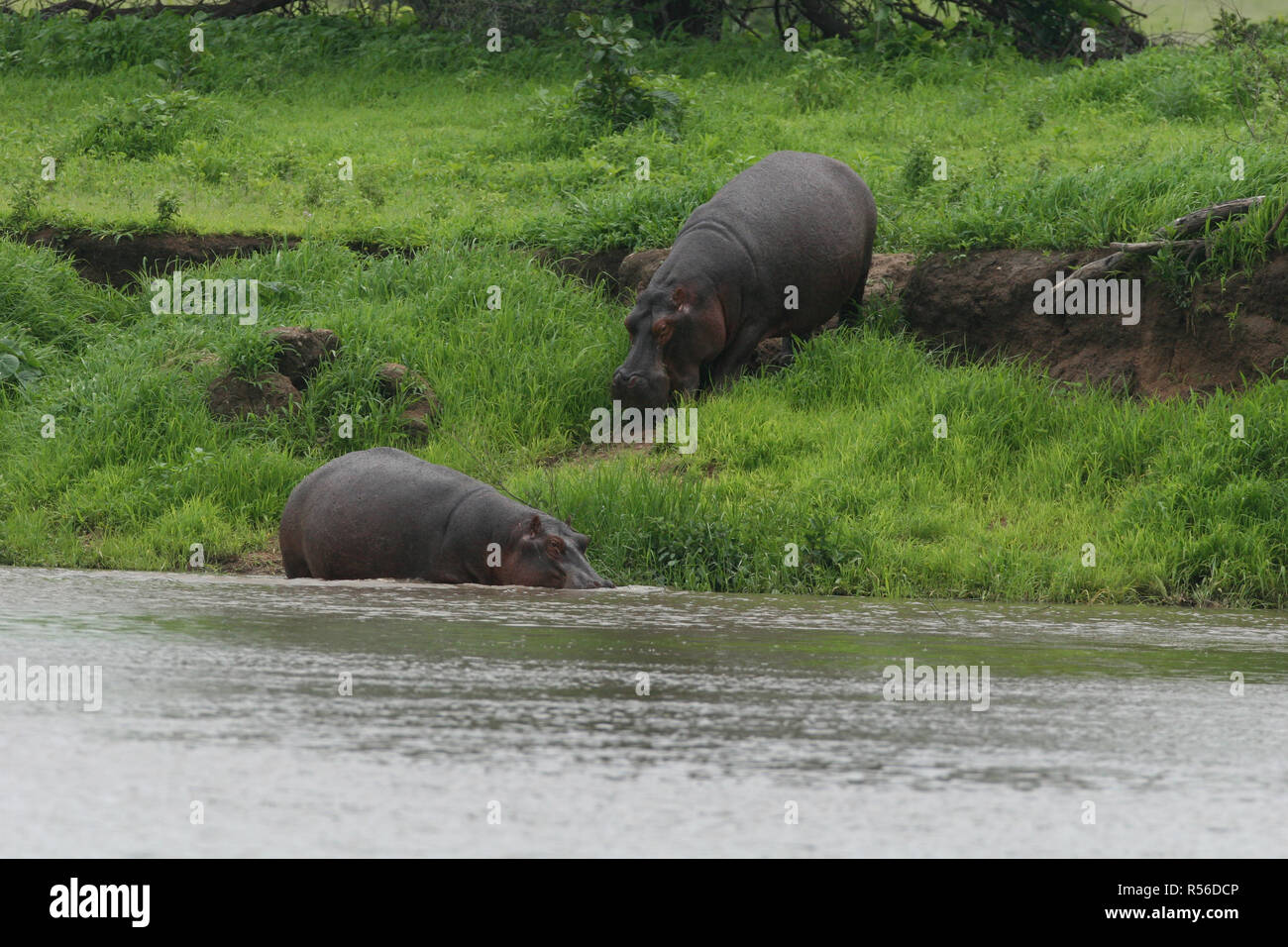 Wild Hippo in African river water hippopotamus (Hippopotamus amphibius ...