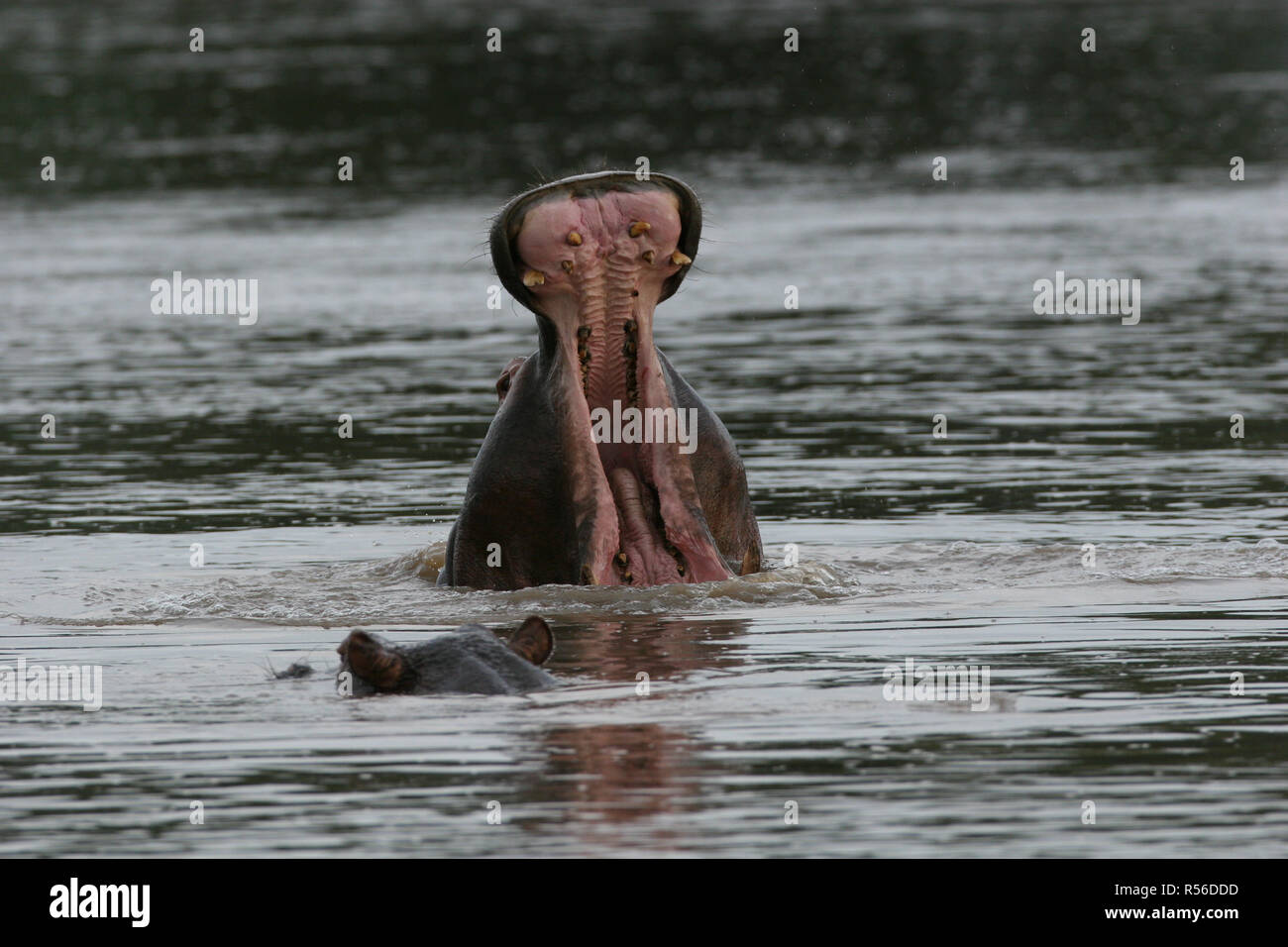 Wild Hippo in African river water hippopotamus (Hippopotamus amphibius ...
