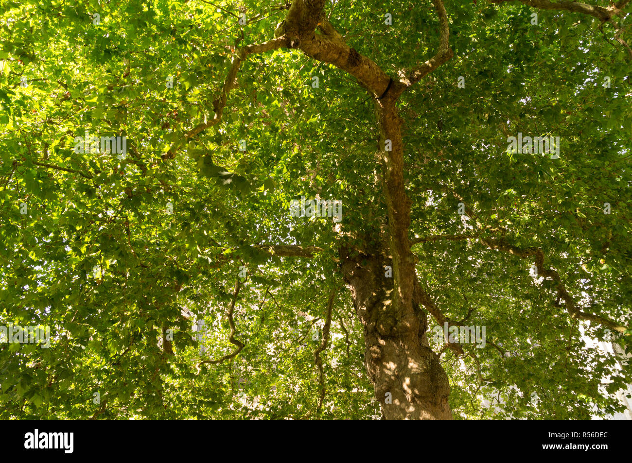 Shade of a large tree hi-res stock photography and images - Alamy