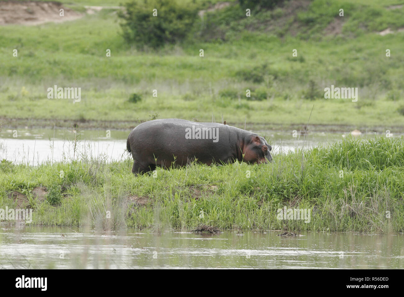 Wild Hippo in African river water hippopotamus (Hippopotamus amphibius ...