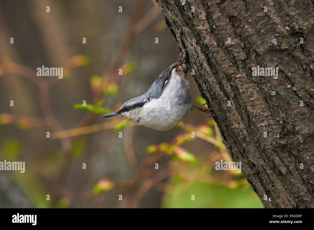 Eurasian nuthatch (wood nuthatch) sits on a tree trunk in its famous ...
