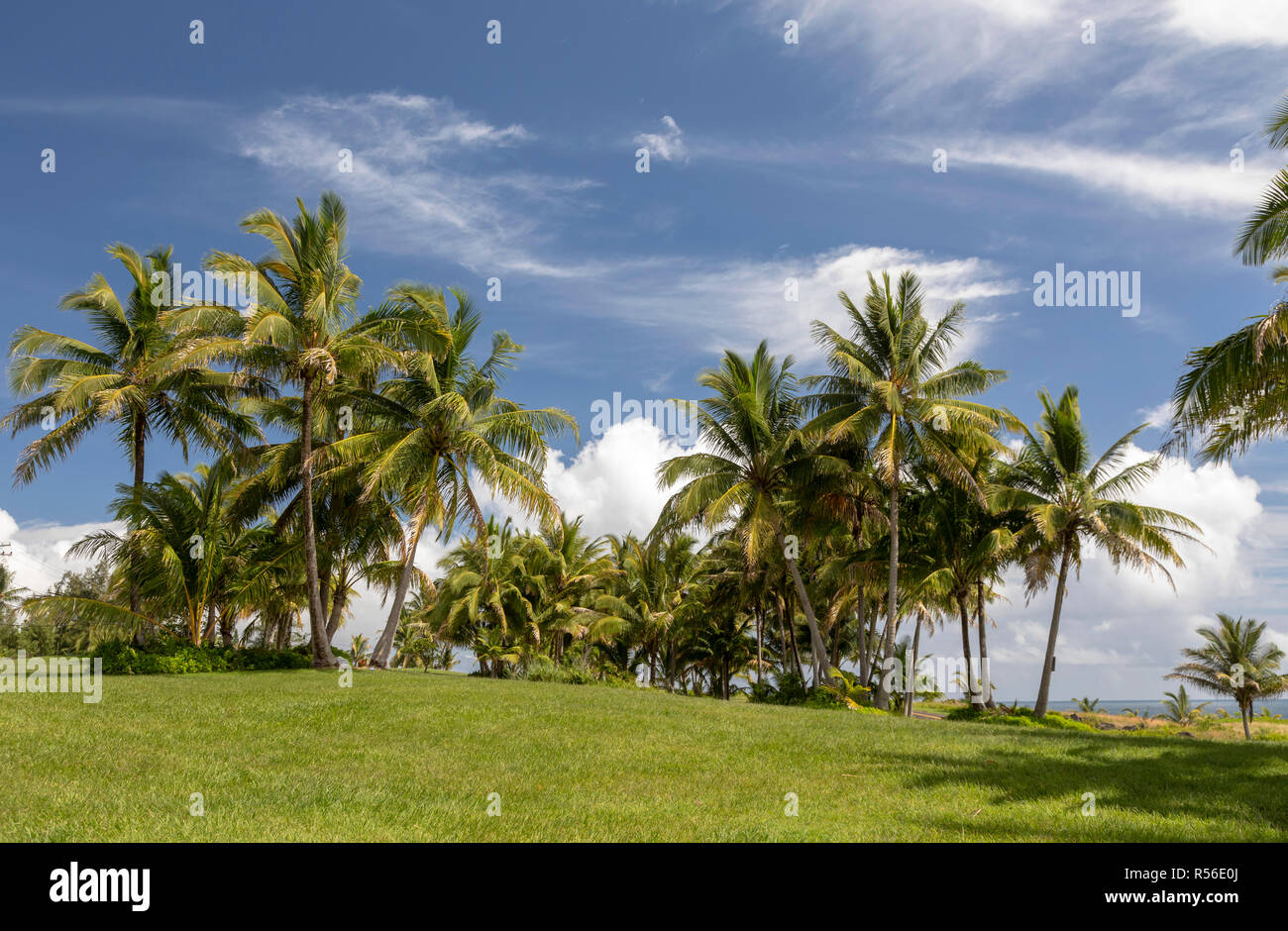 Kehena, Hawaii - Palm trees on the Pacific coast in the Puna District ...